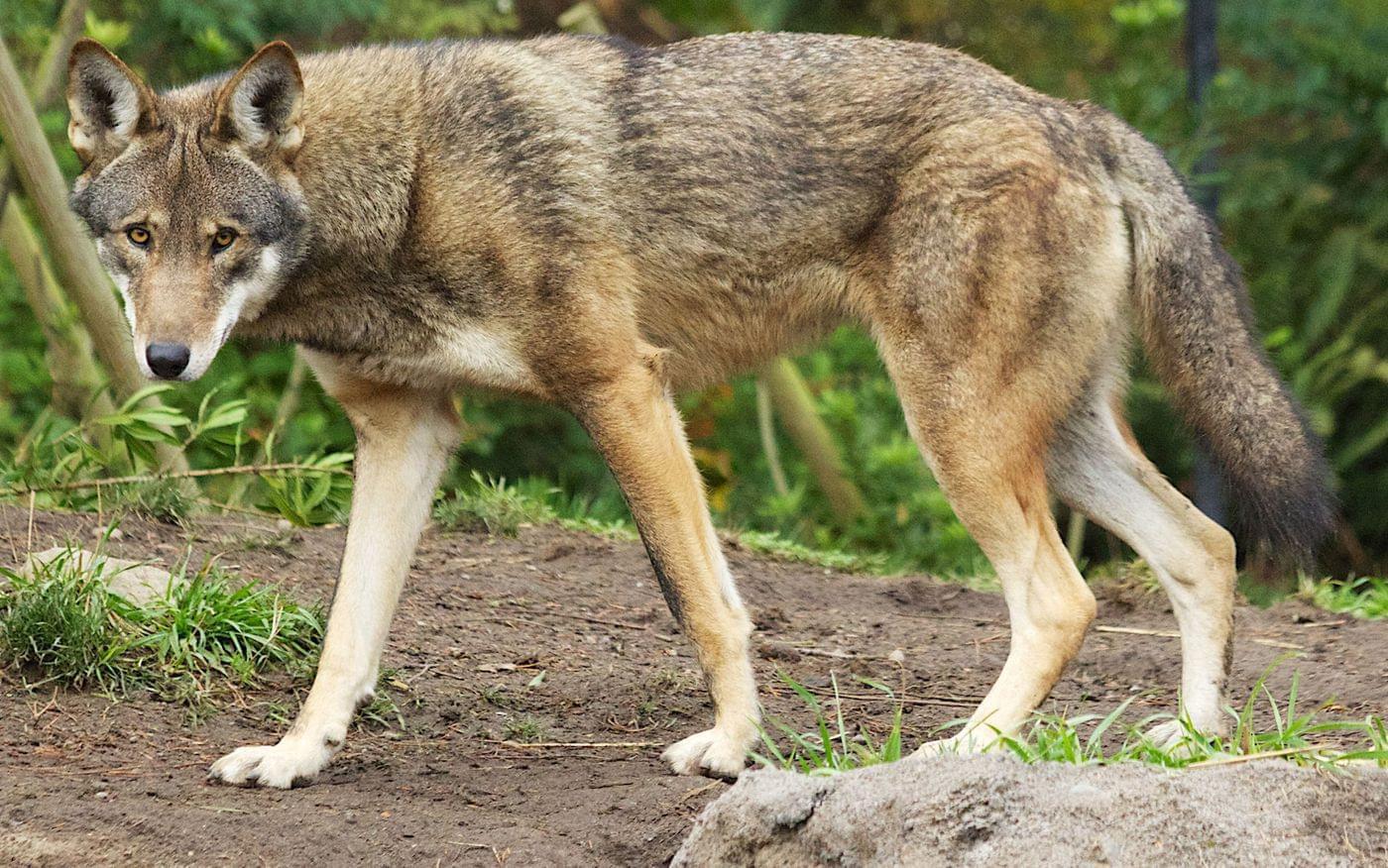 Red Wolves could return to Mon Forest - greenbrier.org